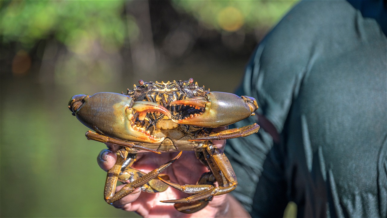 NELAYAN KEPITING BAKAU BELAJAR PRAKTIK PENANGKAPAN RAMAH LINGKUNGAN